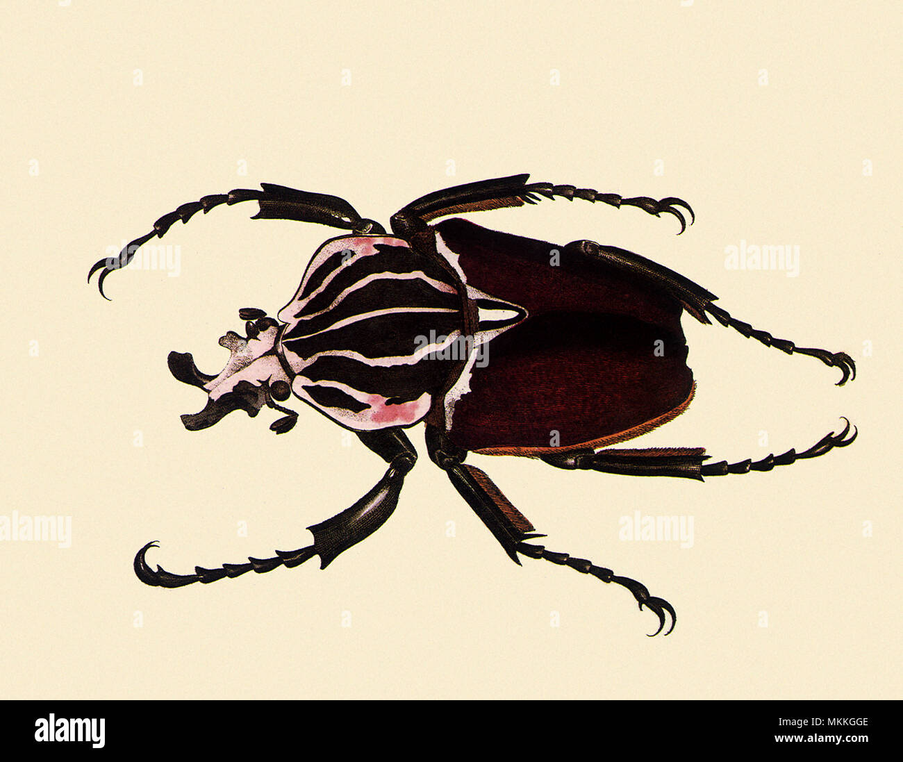 Body beetle hi-res stock photography and images - Alamy