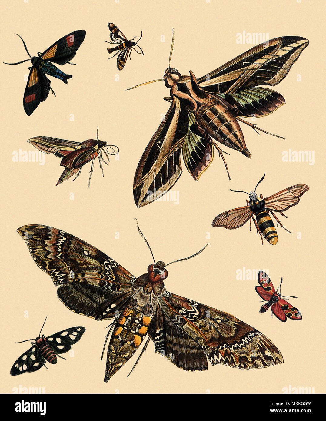 Vine creatures hi-res stock photography and images - Alamy