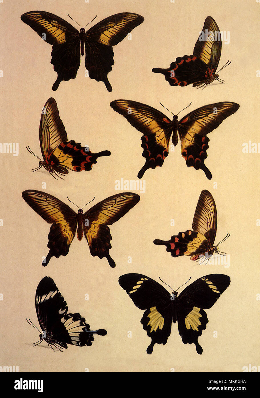 Indonesian butterflies hi-res stock photography and images - Alamy