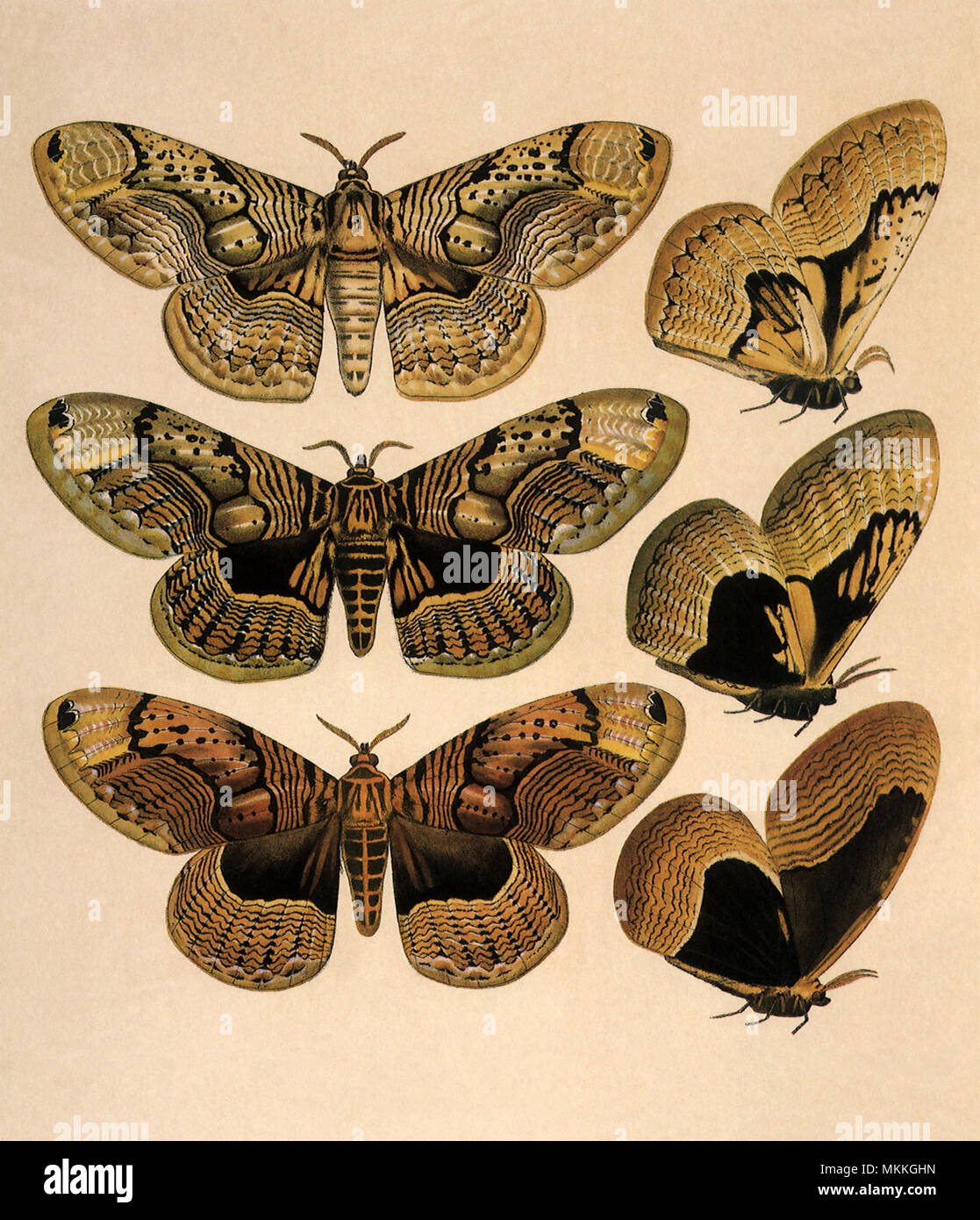 Moths illustration hi-res stock photography and images - Alamy