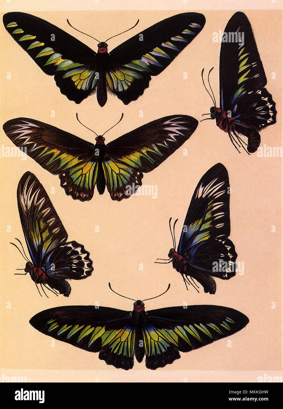 Rajah Brooke’s Birdwing Moths Stock Photo - Alamy
