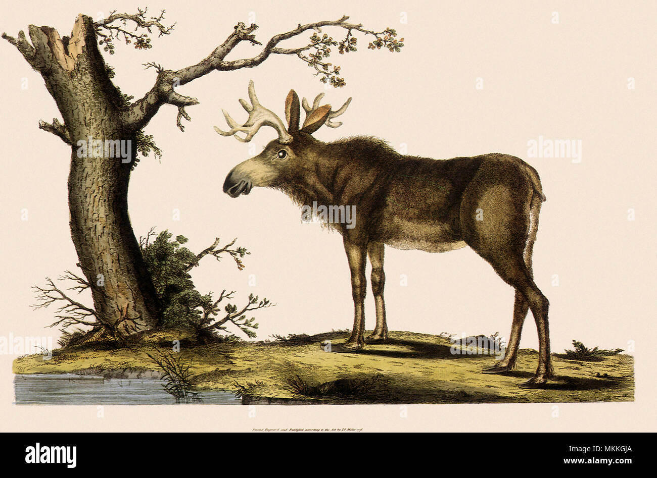 Vintage broken tree illustration hi-res stock photography and images ...