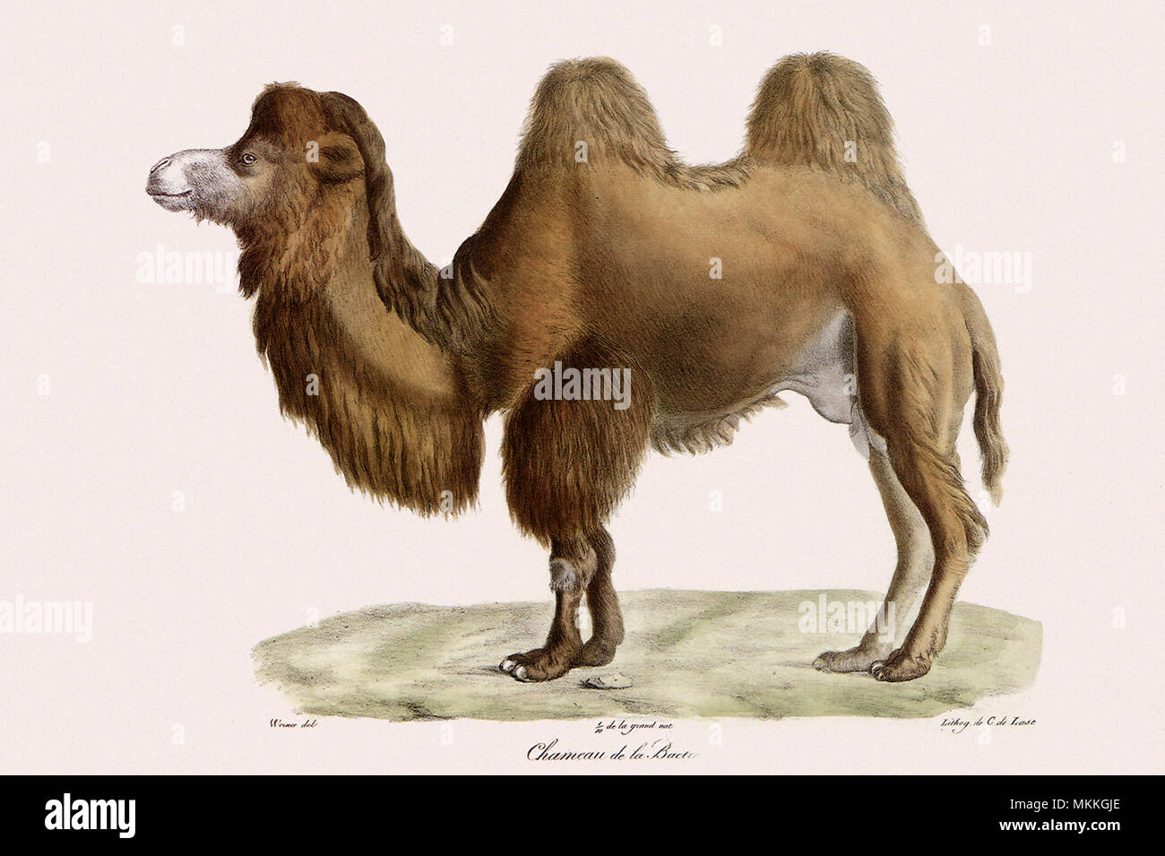 Bactrian kingdom hi-res stock photography and images - Alamy