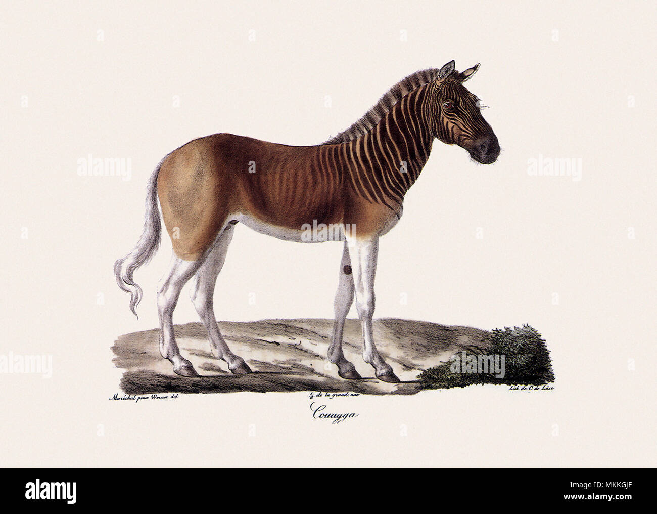 Quagga extinct hi-res stock photography and images - Alamy