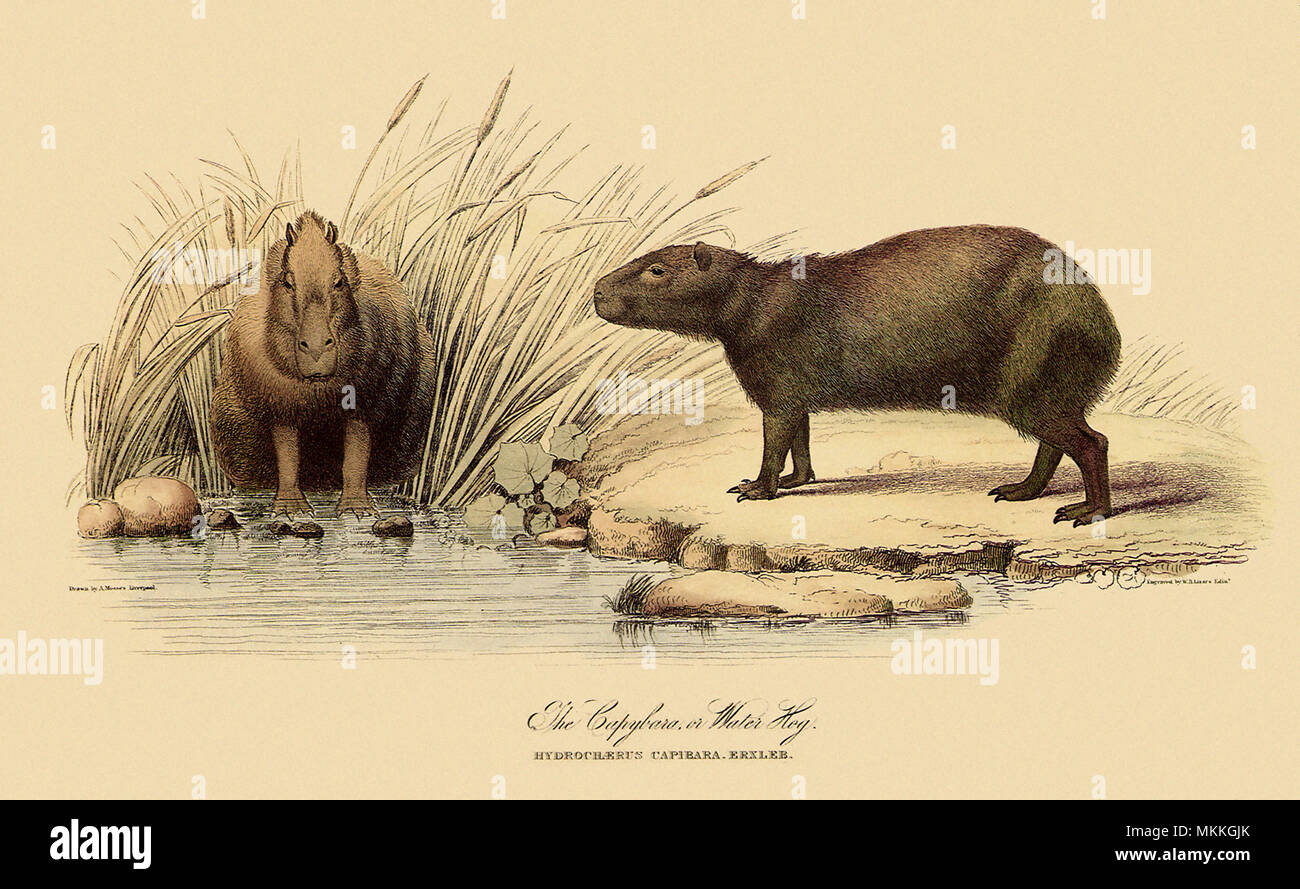 Capybara hydrochoerus hydrochaeris largest hi-res stock photography and ...