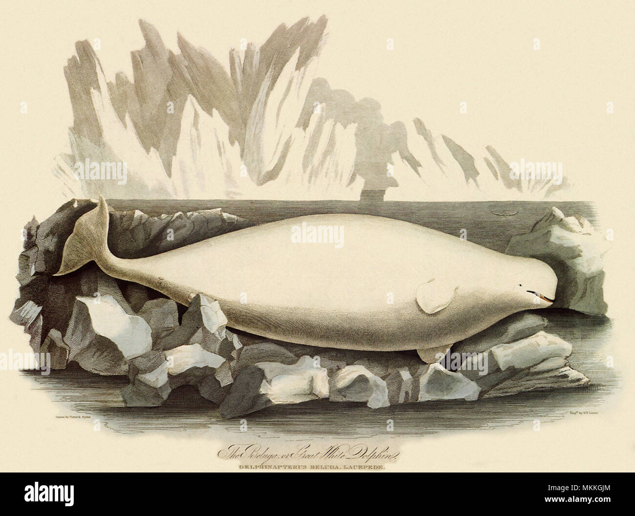 Beluga whales ice hi-res stock photography and images - Alamy