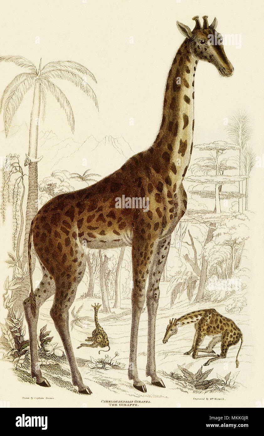Giraffe vintage illustration hi-res stock photography and images - Alamy
