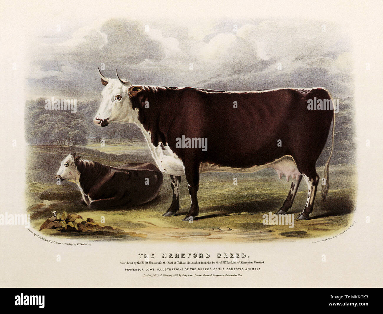 Hereford cattle illustration hi-res stock photography and images - Alamy