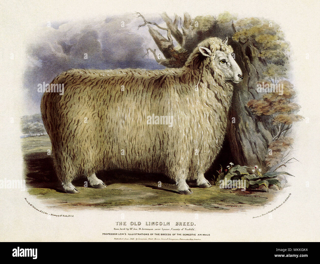 Lincoln longwool sheep hi-res stock photography and images - Alamy