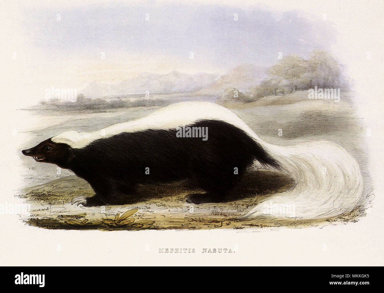 Skunk teeth hi-res stock photography and images - Alamy