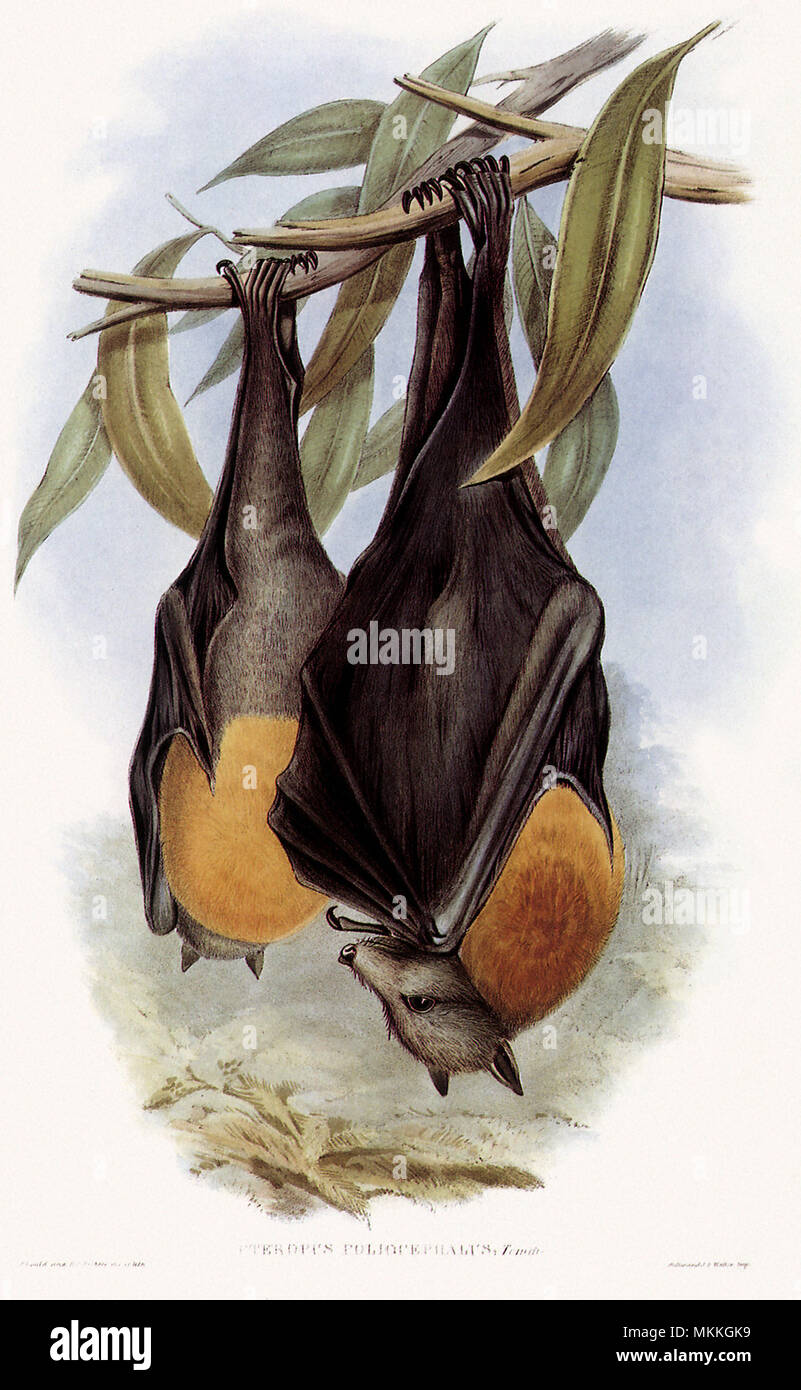 Two headed creature hi-res stock photography and images - Alamy