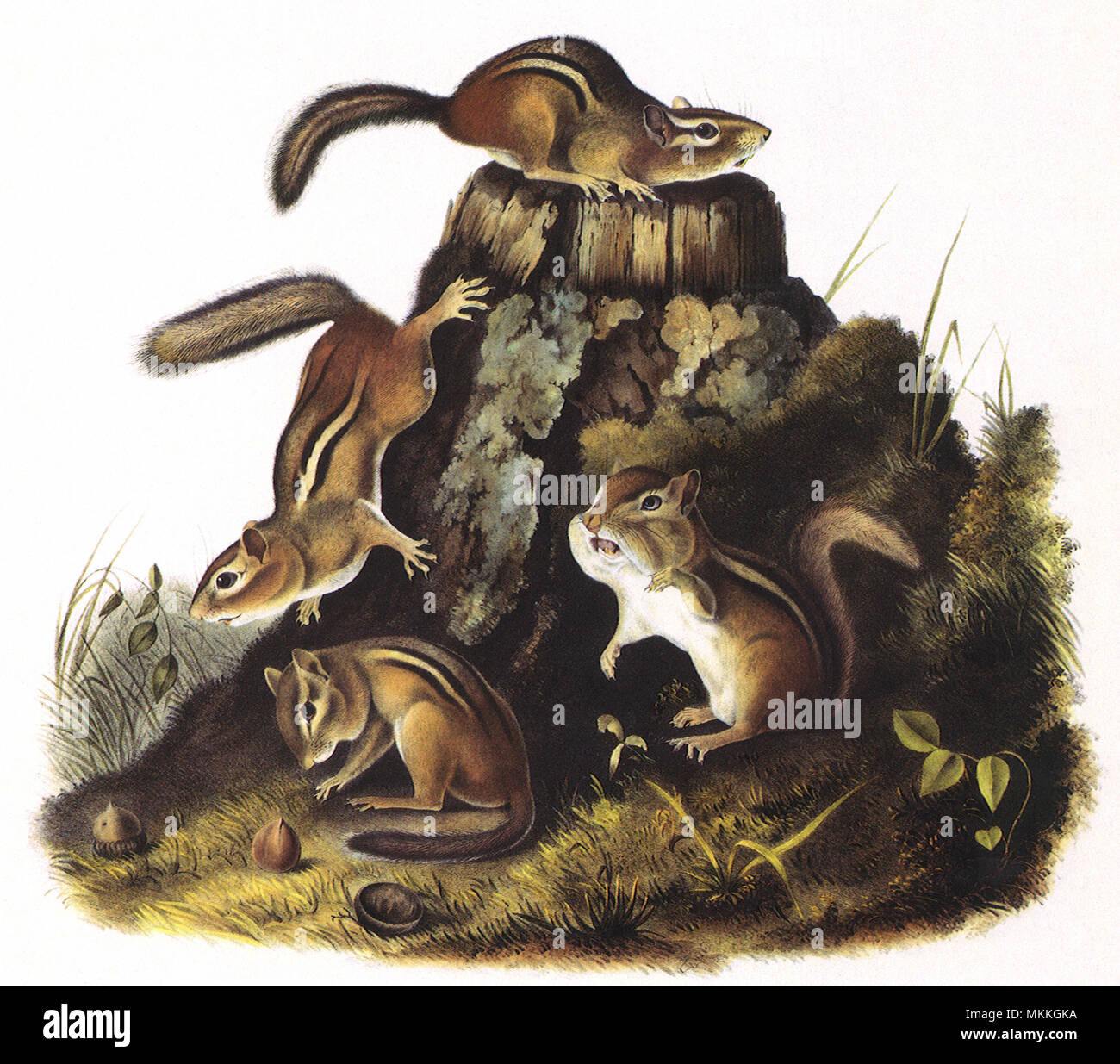 Illustration stump hi-res stock photography and images - Alamy