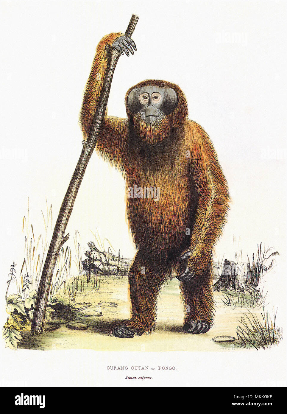 Orangutan illustration hi-res stock photography and images - Alamy