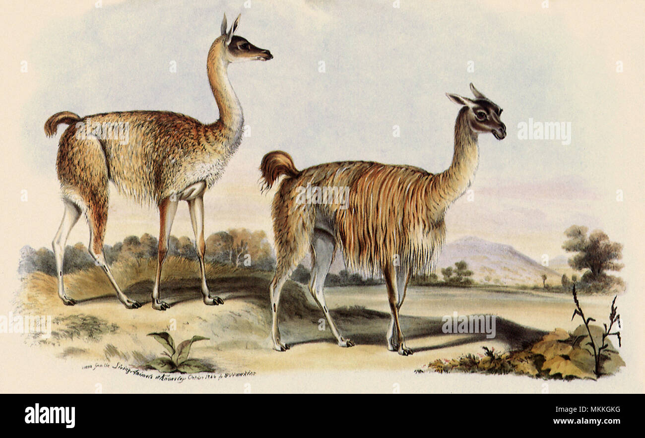 Pair of guanacos hi-res stock photography and images - Alamy