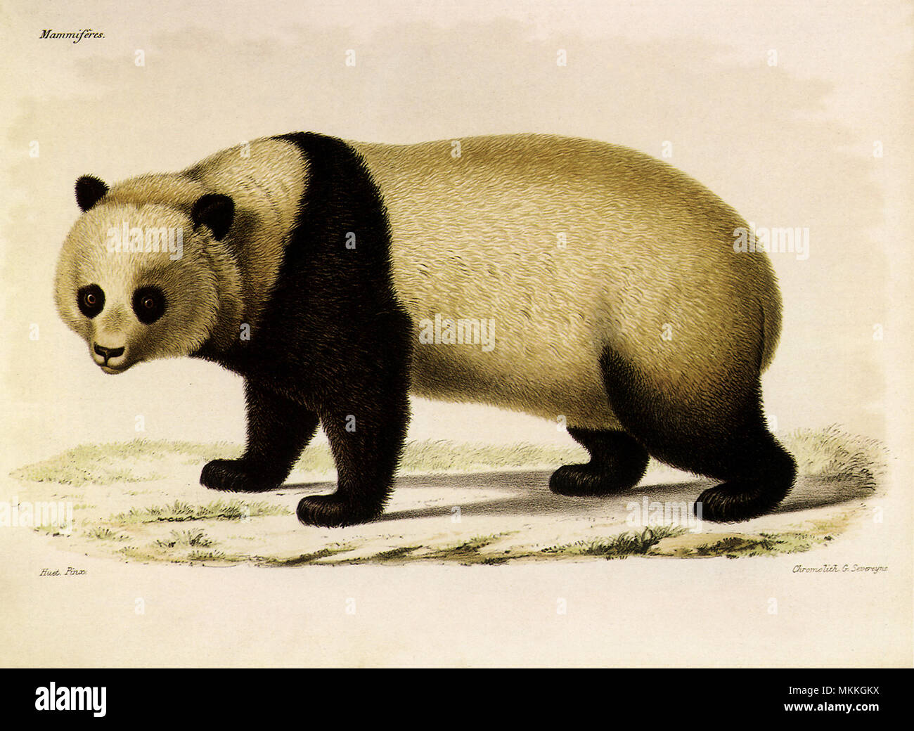 Panda bear ears hi-res stock photography and images - Alamy