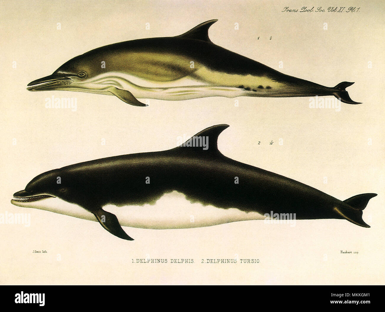 Smallest dolphin hi-res stock photography and images - Alamy