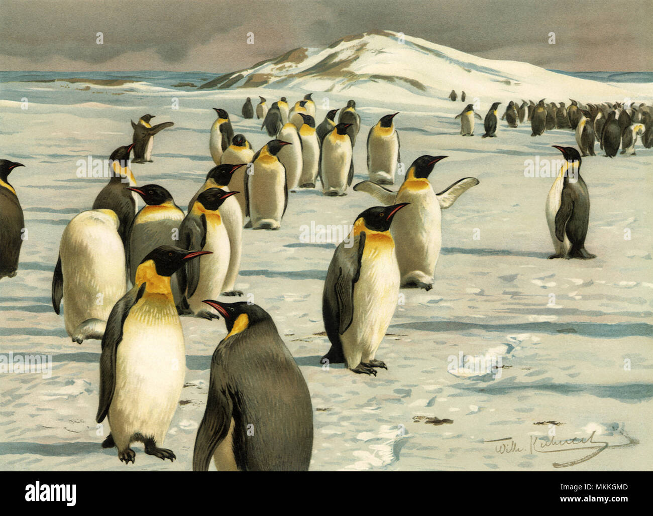 Group of Penguins Stock Photo - Alamy