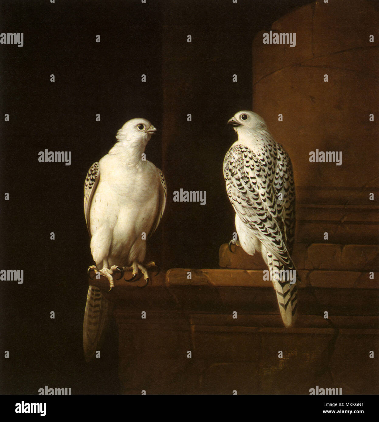 Two falcons hi-res stock photography and images - Alamy