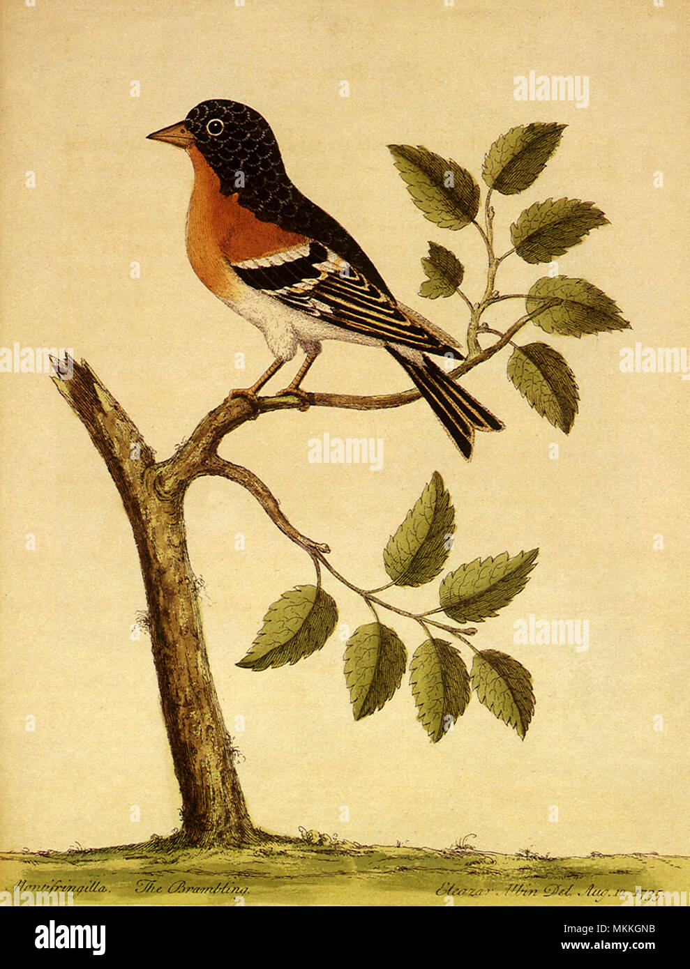 Belly markings hi-res stock photography and images - Alamy