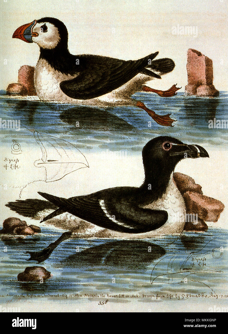 Puffin and Razorbill Stock Photo - Alamy