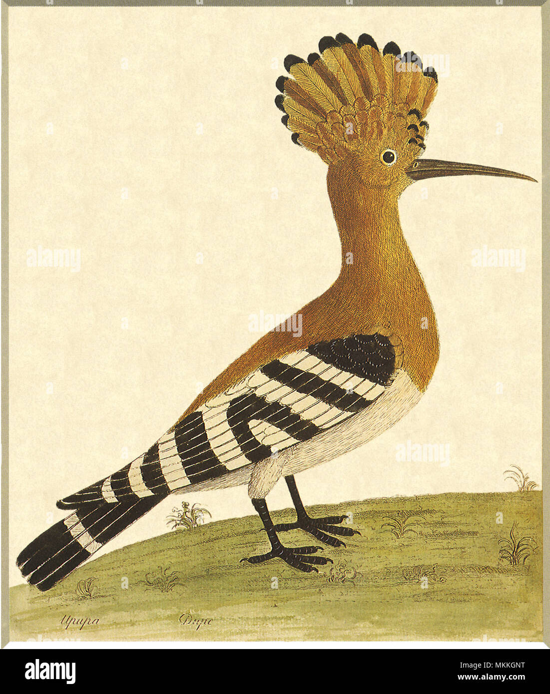 Hoopoe head hi-res stock photography and images - Alamy