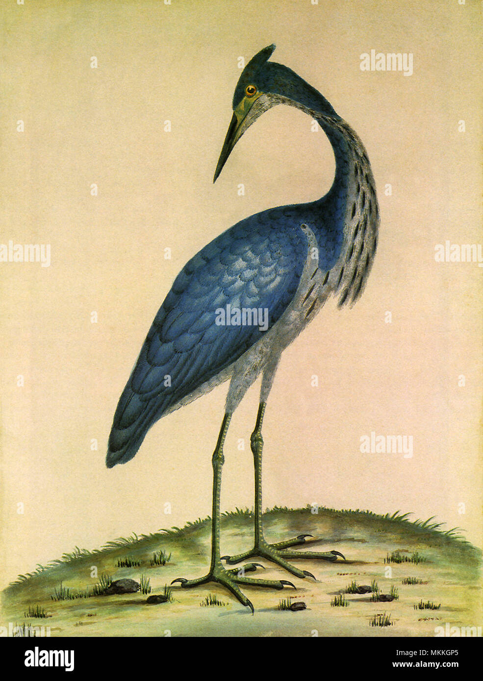 Vintage blue heron hi-res stock photography and images - Alamy