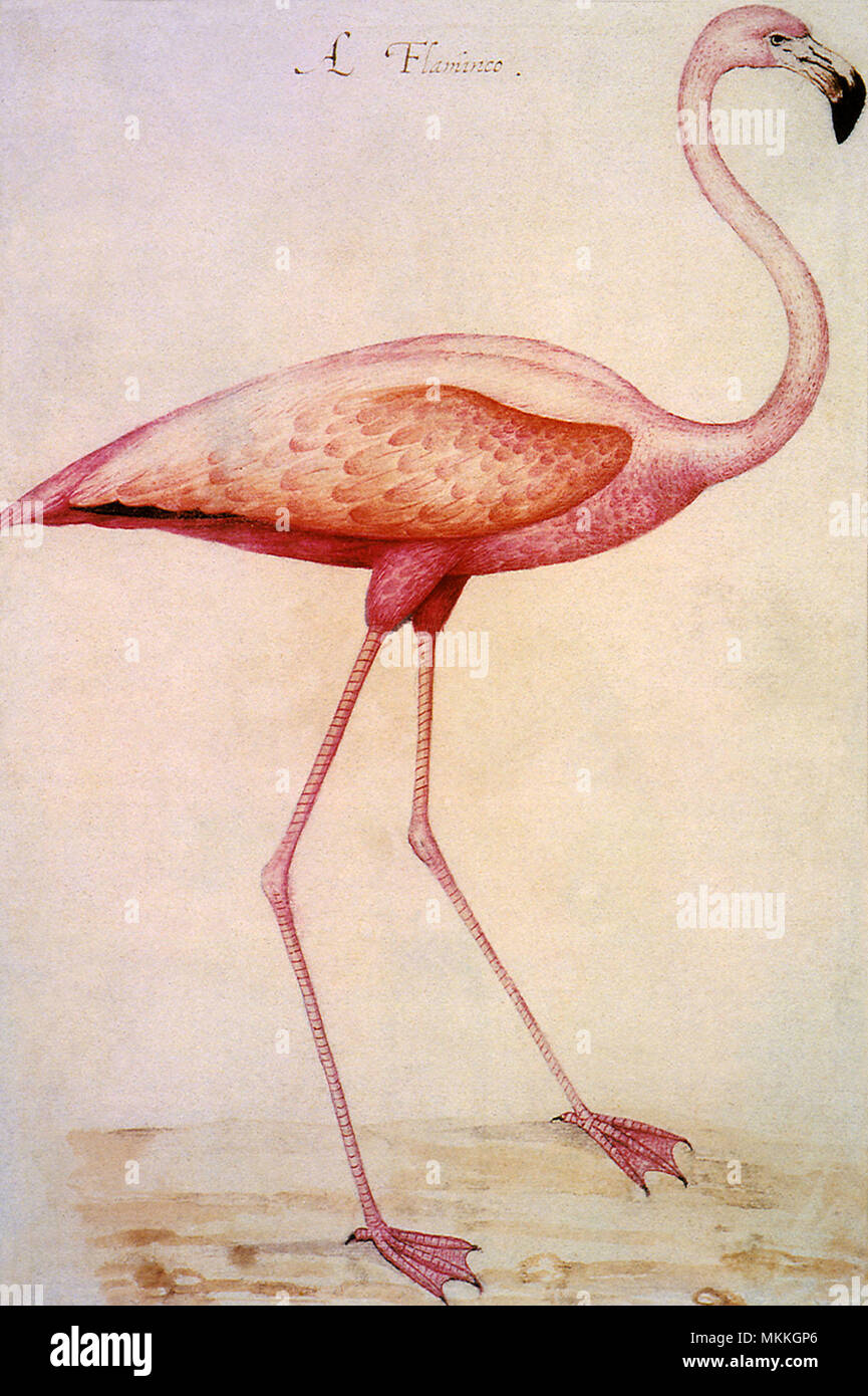Flamingo, Phoenicopterus ruber Stock Photo - Alamy