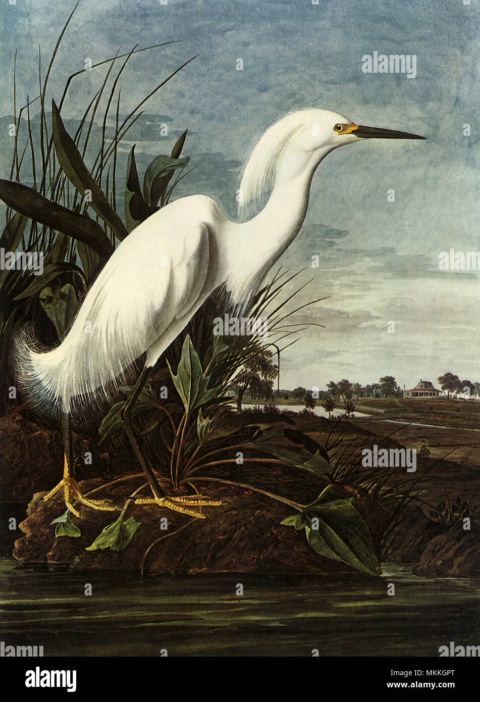 Egret illustration hi-res stock photography and images - Alamy