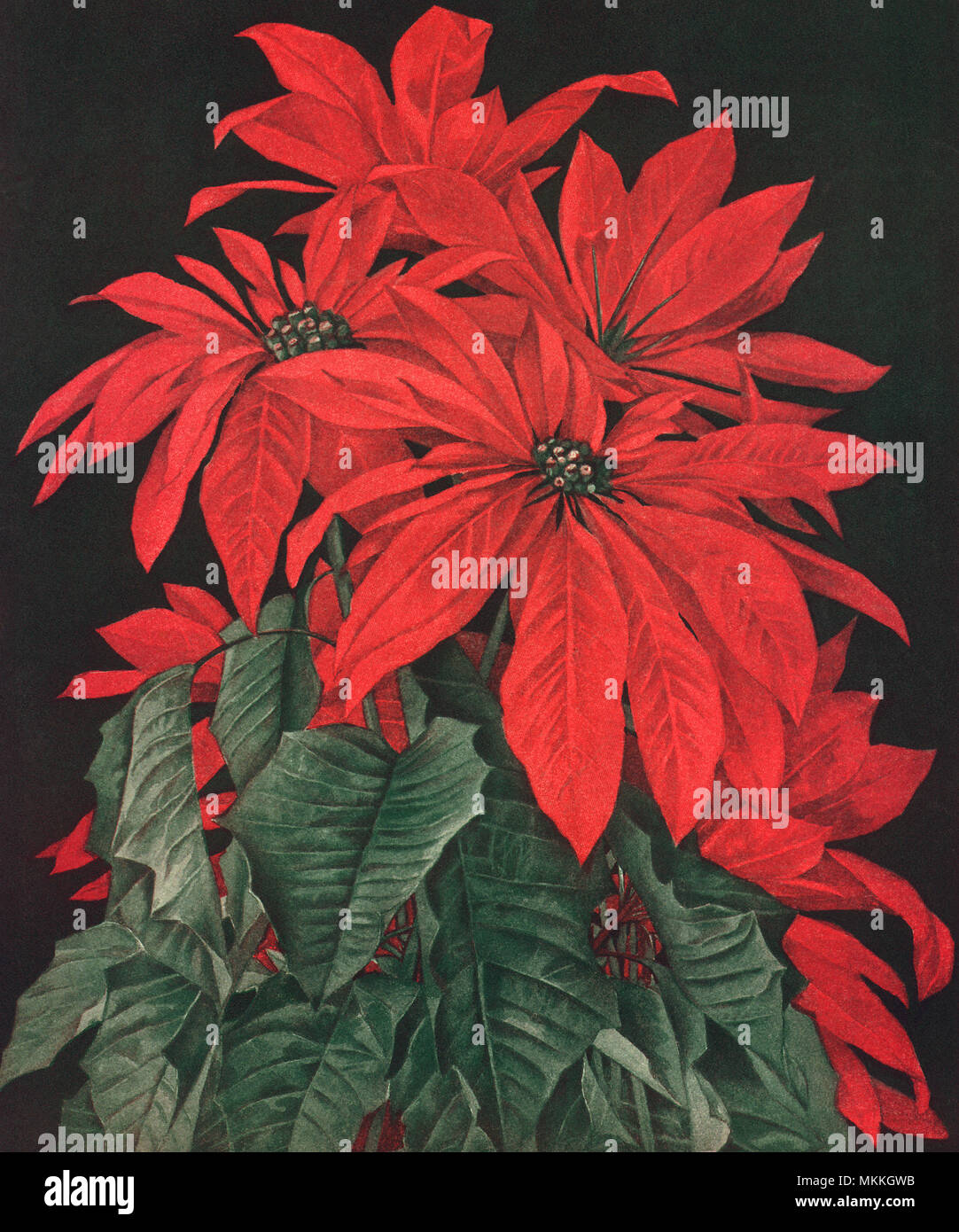 Poinsettias red hi-res stock photography and images - Alamy