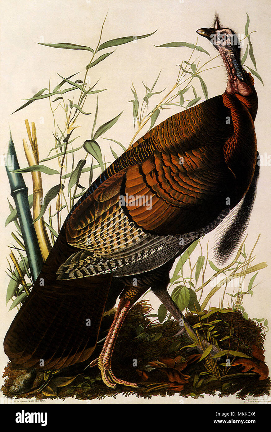 Wild Turkey, Meleagris gallopavo Stock Photo - Alamy