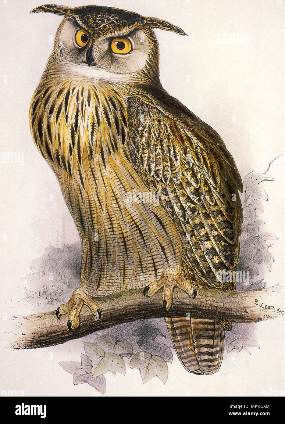 Eagle Owl, Bubo Maximus Stock Photo - Alamy