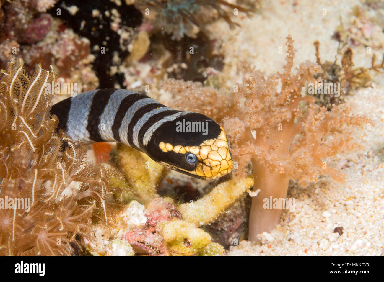 Venomous banded yellowlip sea snake, Laticauda colubrina, also known as ...