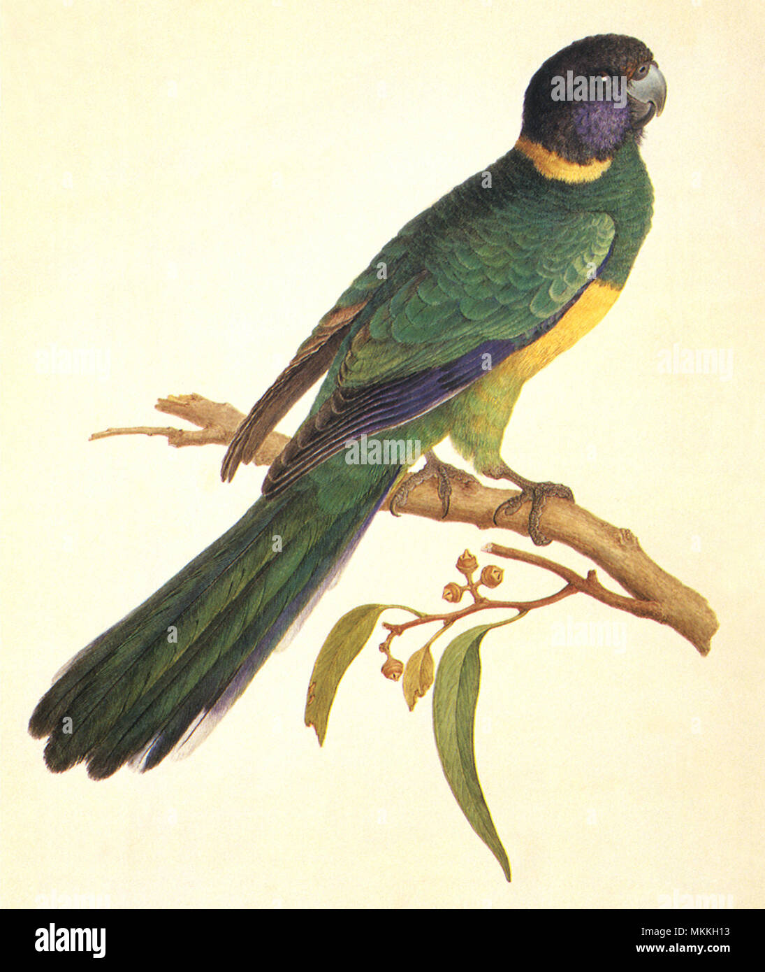 Port lincoln parrot hi-res stock photography and images - Alamy