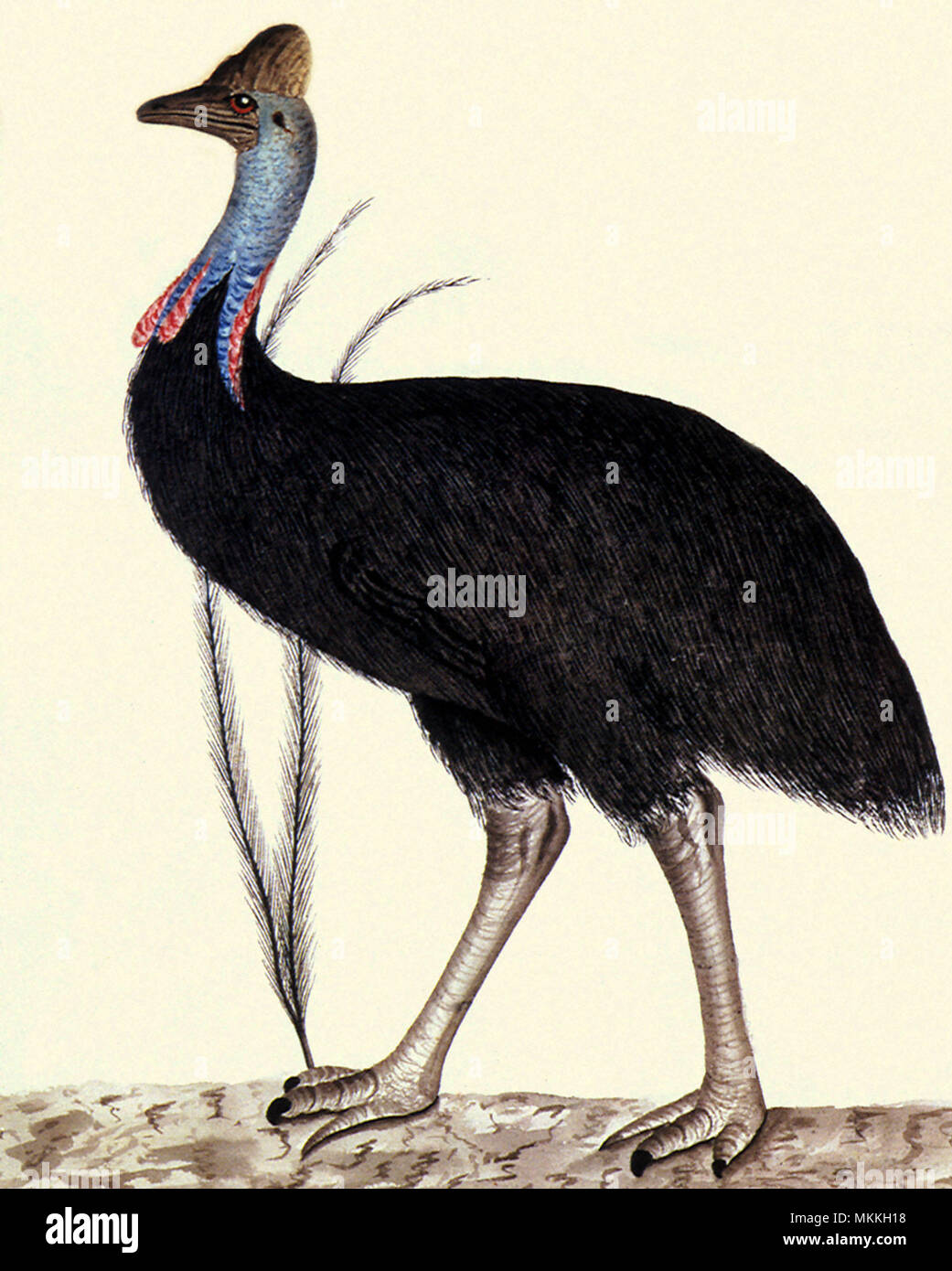 Australian Cassowary, Casuarius casuarius Stock Photo - Alamy