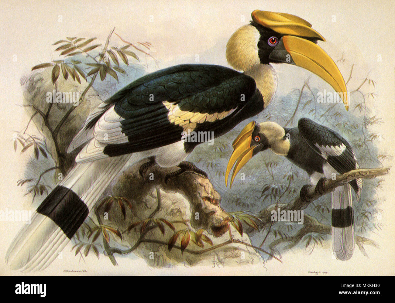 Great Hornbill, Buceros bicornis Stock Photo - Alamy