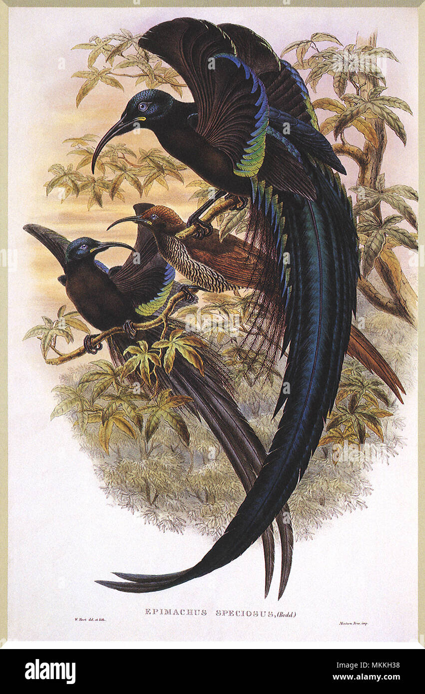 Sickle tail bird of paradise hi-res stock photography and images - Alamy