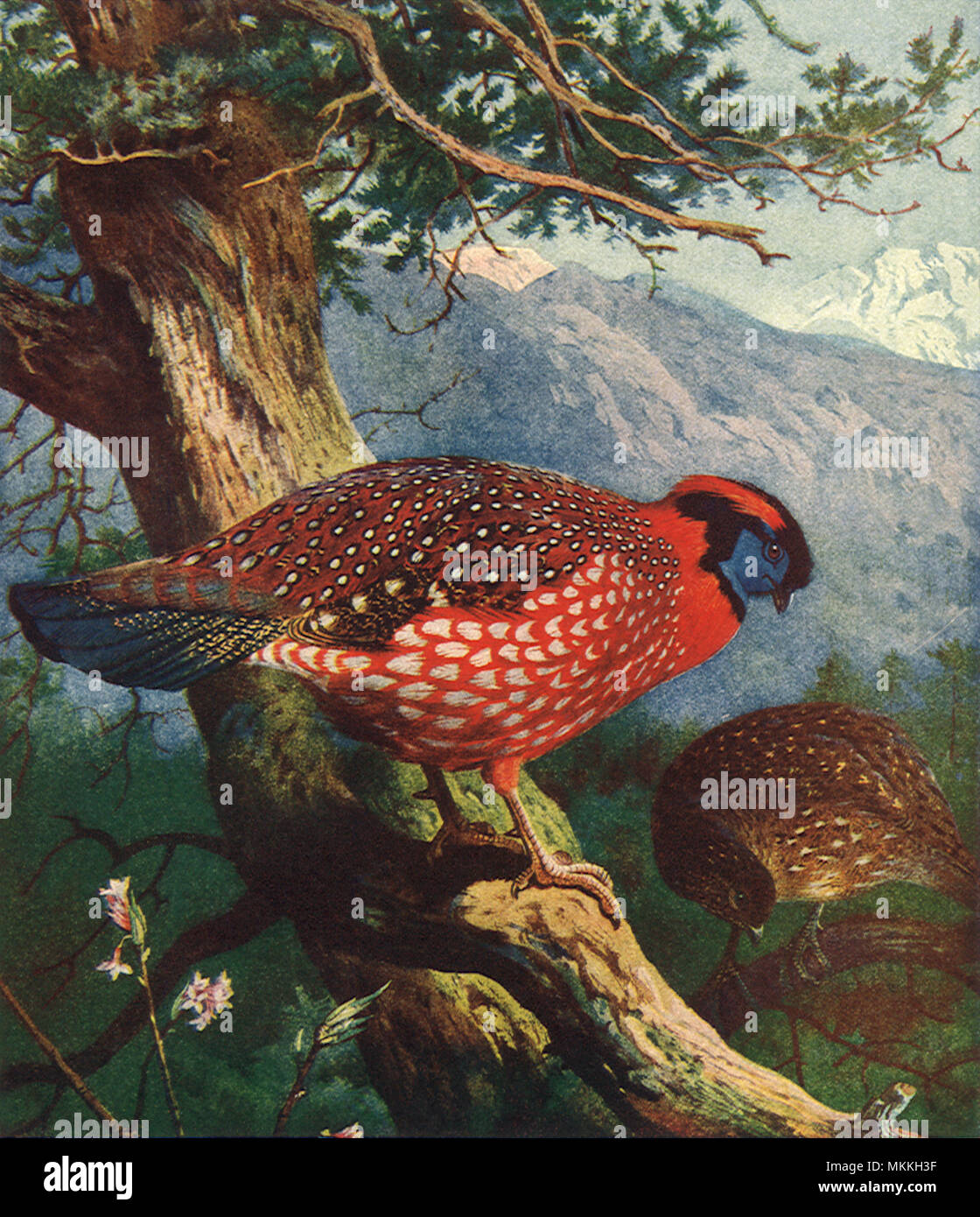 Temminck's Tragopan, Tragopan temminckii Stock Photo - Alamy