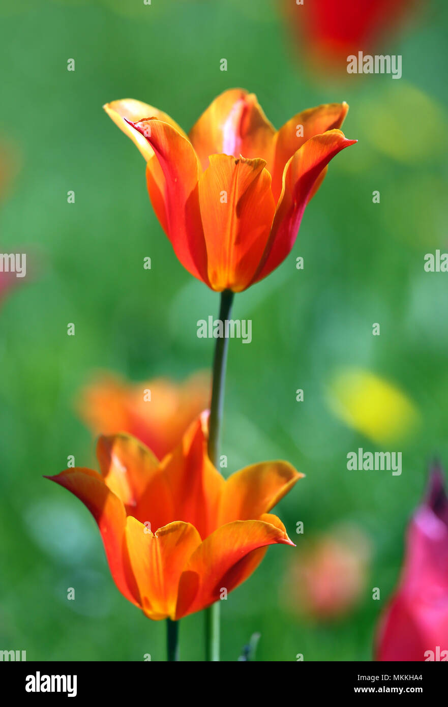 Boomed hi-res stock photography and images - Alamy