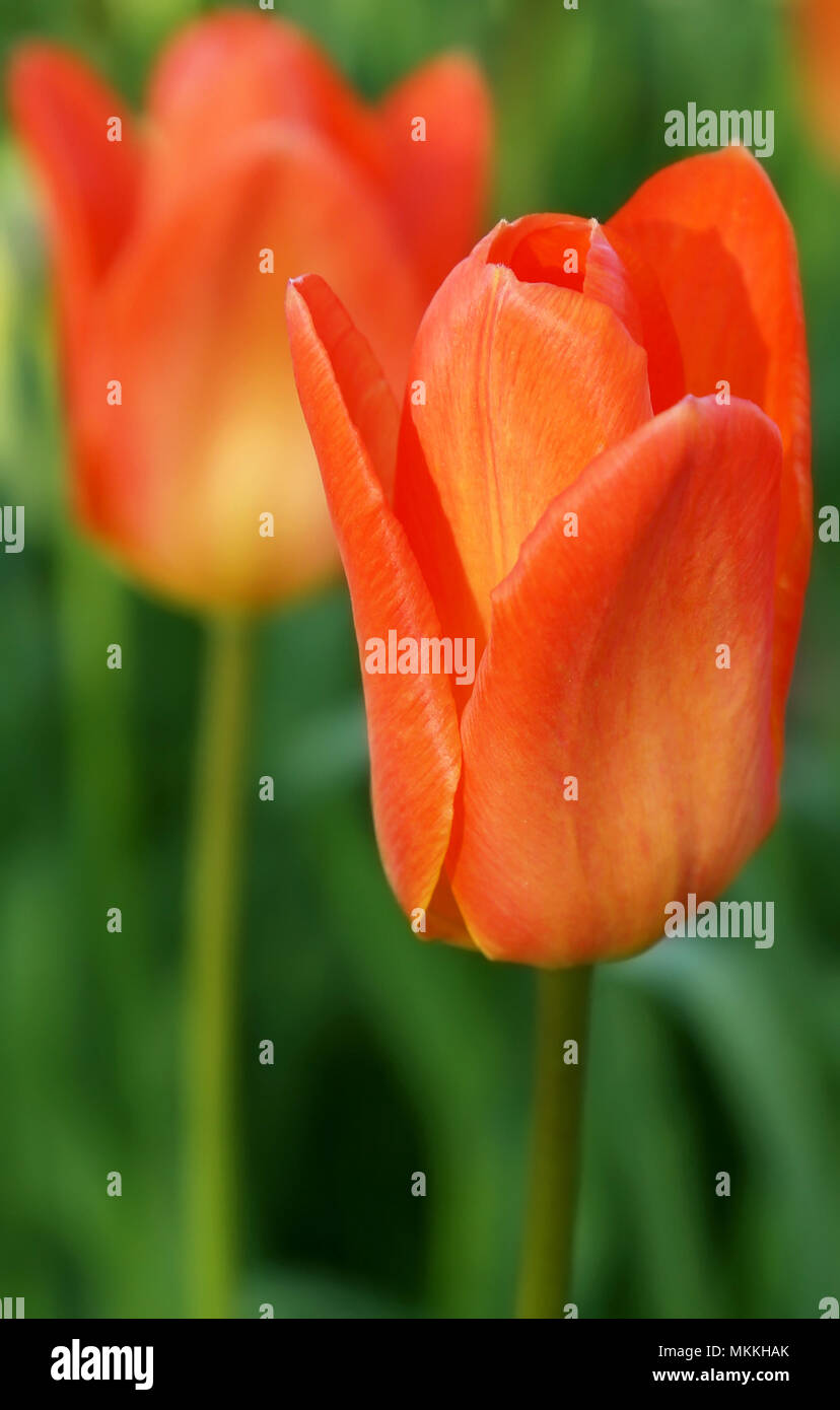 Boomed hi-res stock photography and images - Alamy