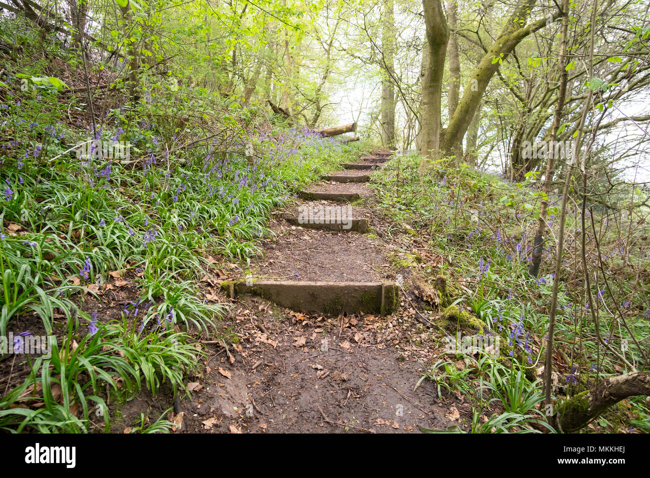 A stepped path in woodland Stock Photo - Alamy