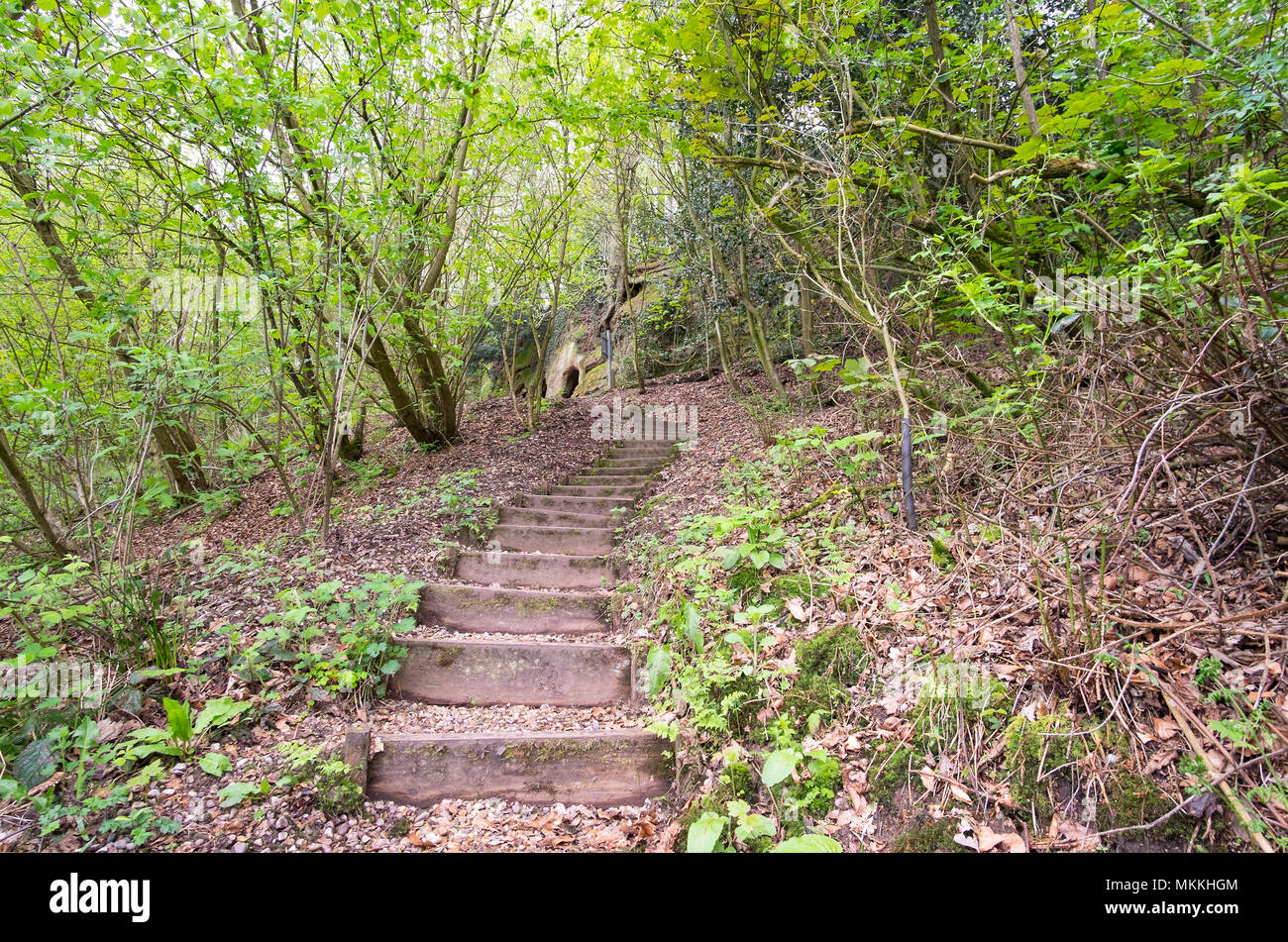 A stepped path in woodland Stock Photo - Alamy