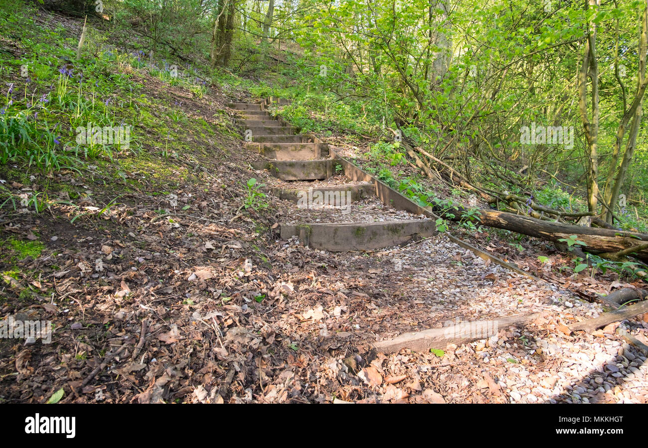 A stepped path in woodland Stock Photo - Alamy