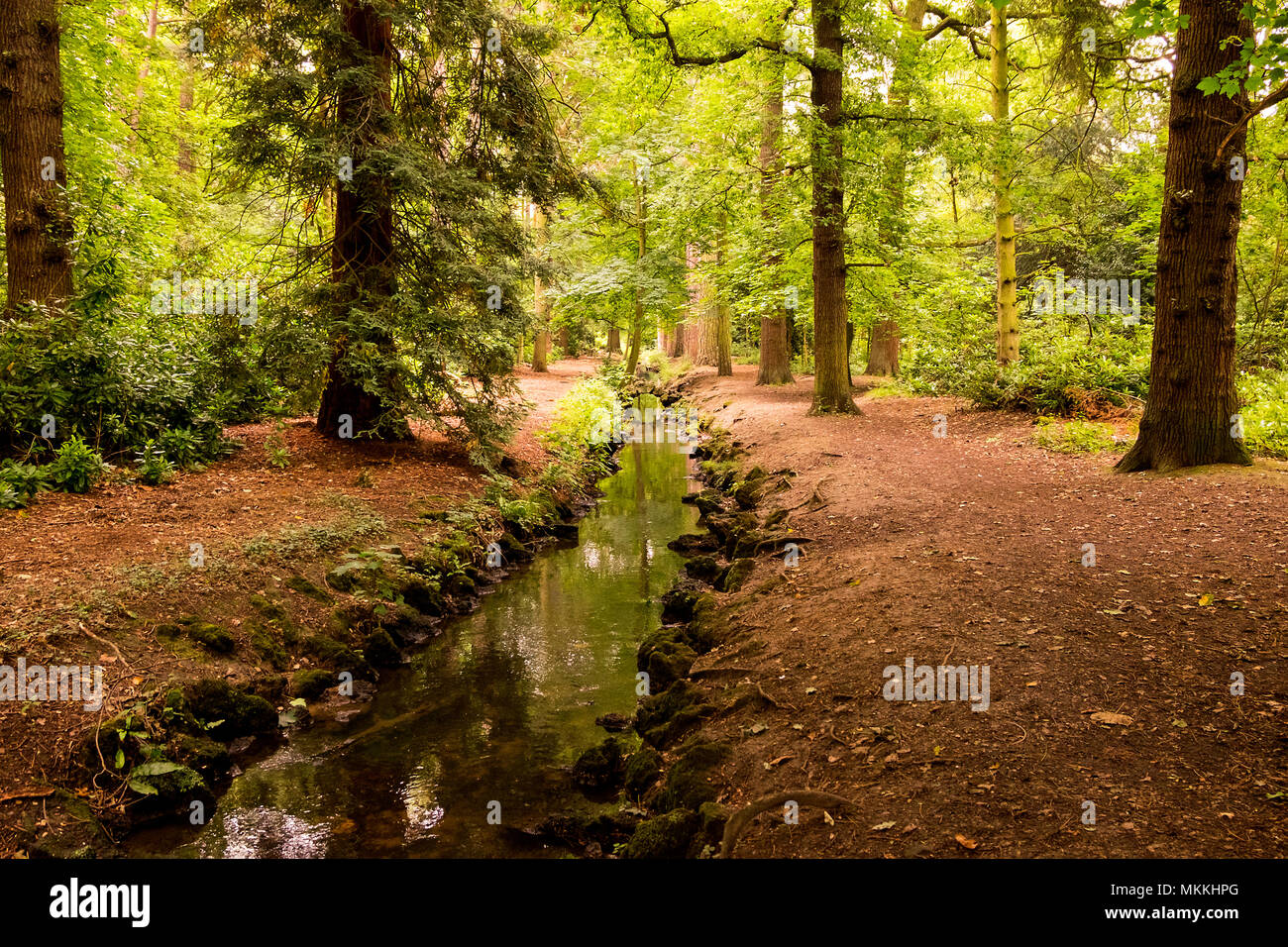Woodland trail and stream image Stock Photo - Alamy
