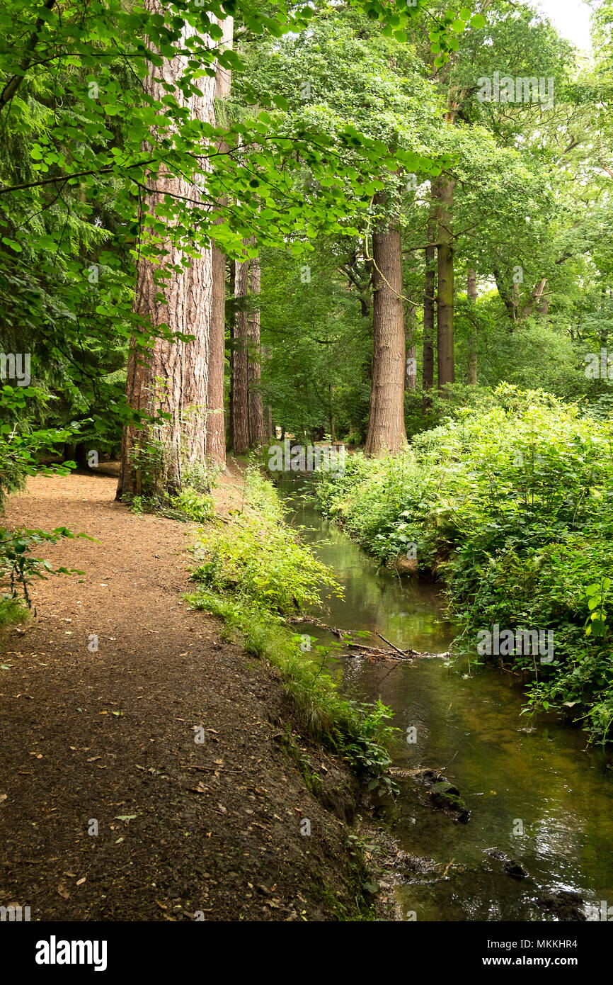 Woodland trals hi-res stock photography and images - Alamy