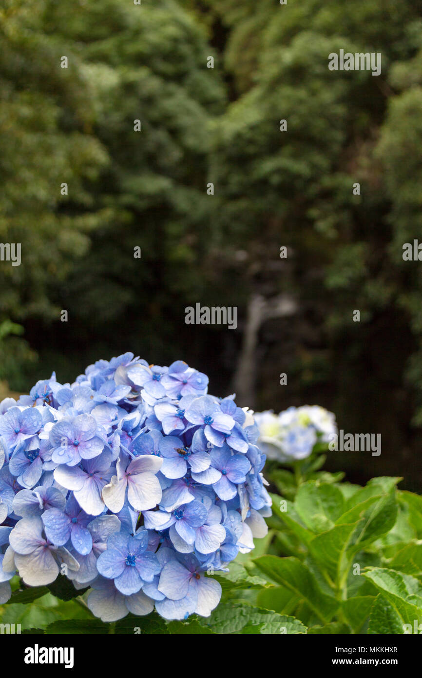 Azores hydrangea hi-res stock photography and images - Alamy