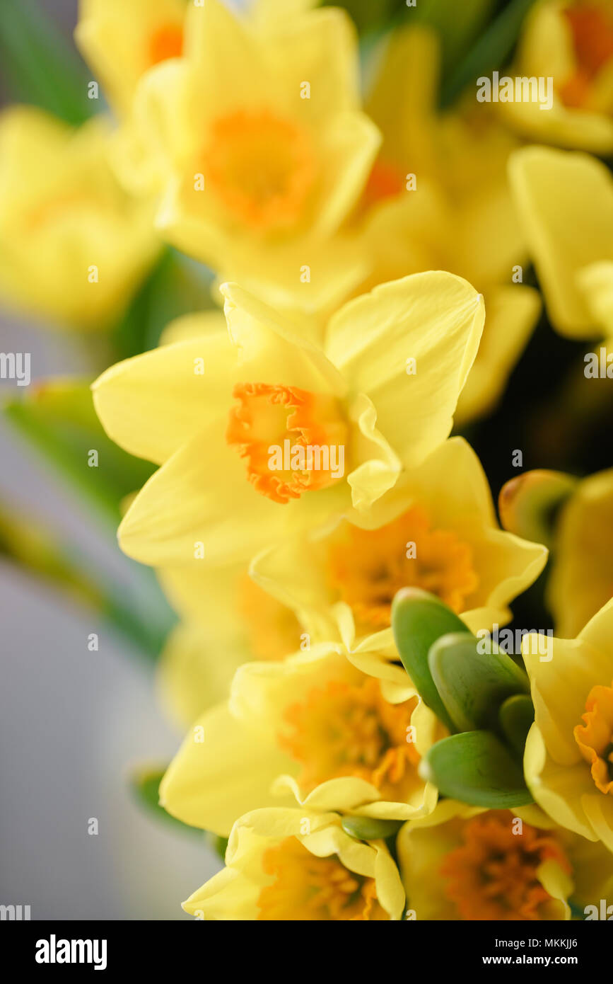 Posy of bright yellow spring daffodils in a vase placed in the living ...