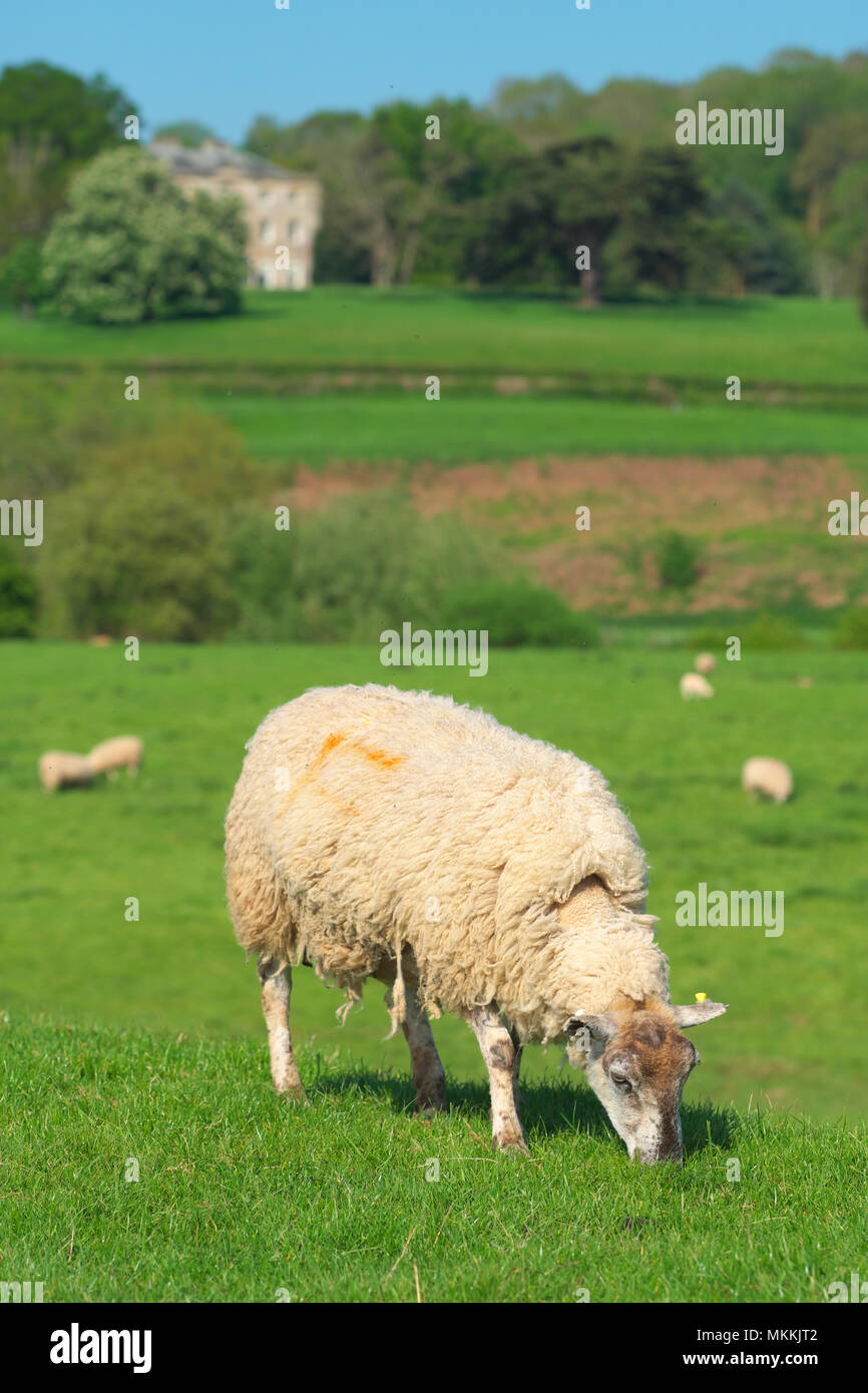 Mordiford Herefordshire sheep grazing on the flood plain beside the ...