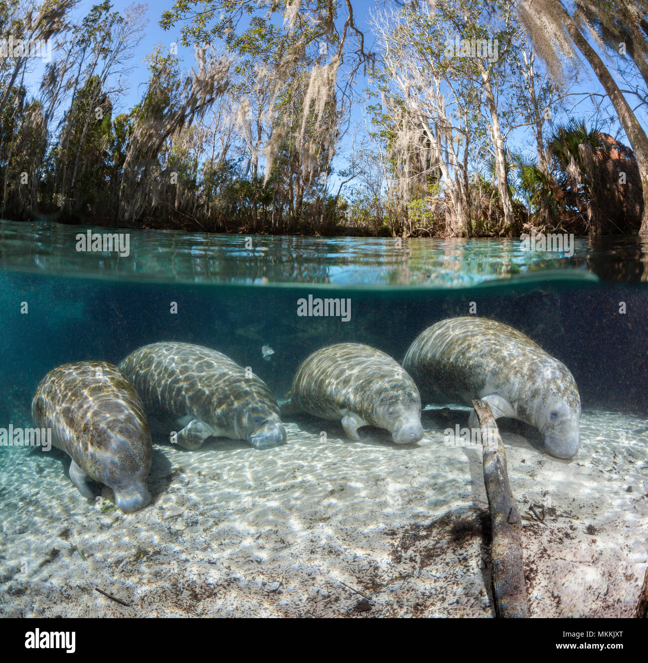 A split image of four endangered Florida manatee, Trichechus manatus ...