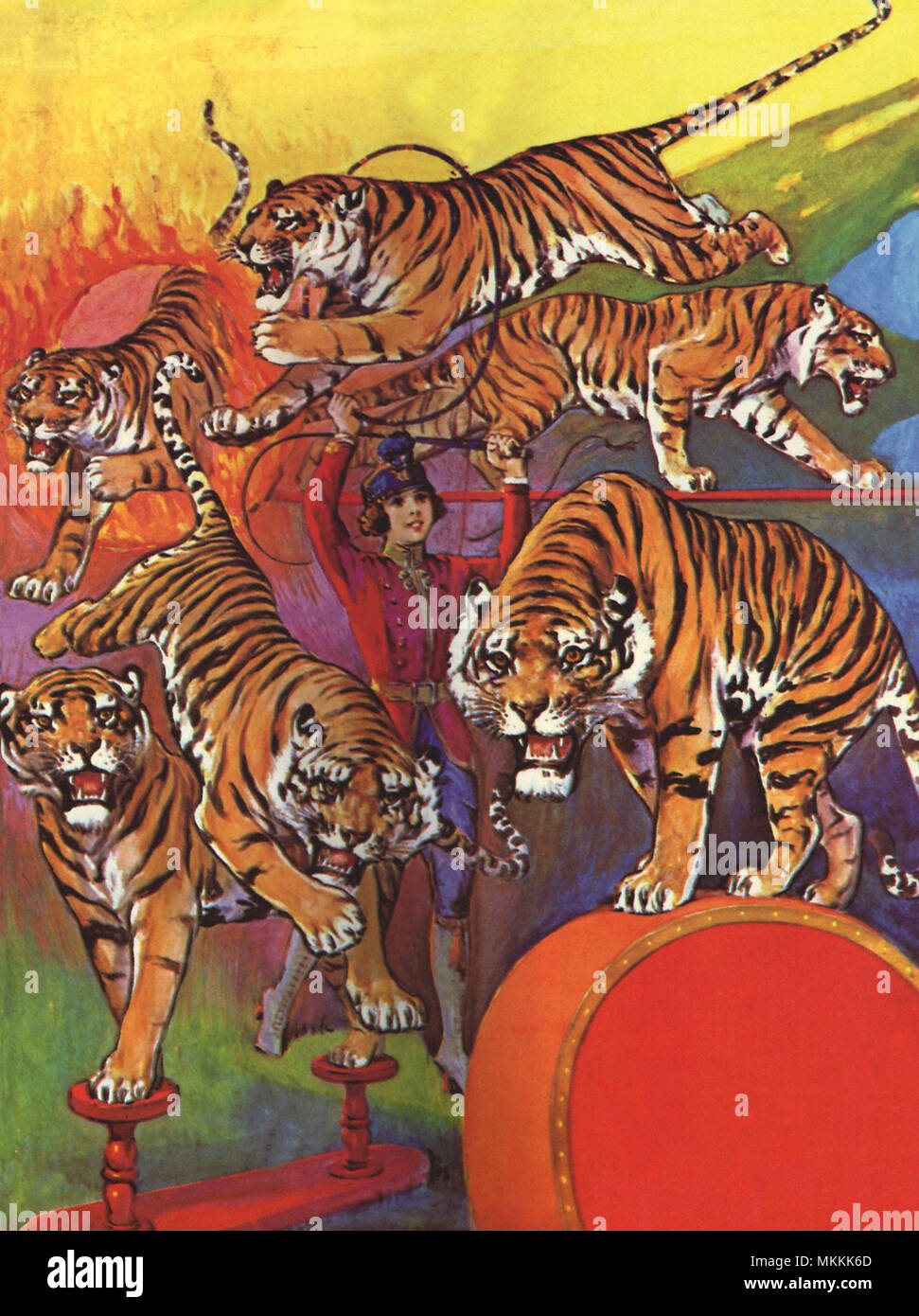 Circus tigers hi-res stock photography and images - Alamy