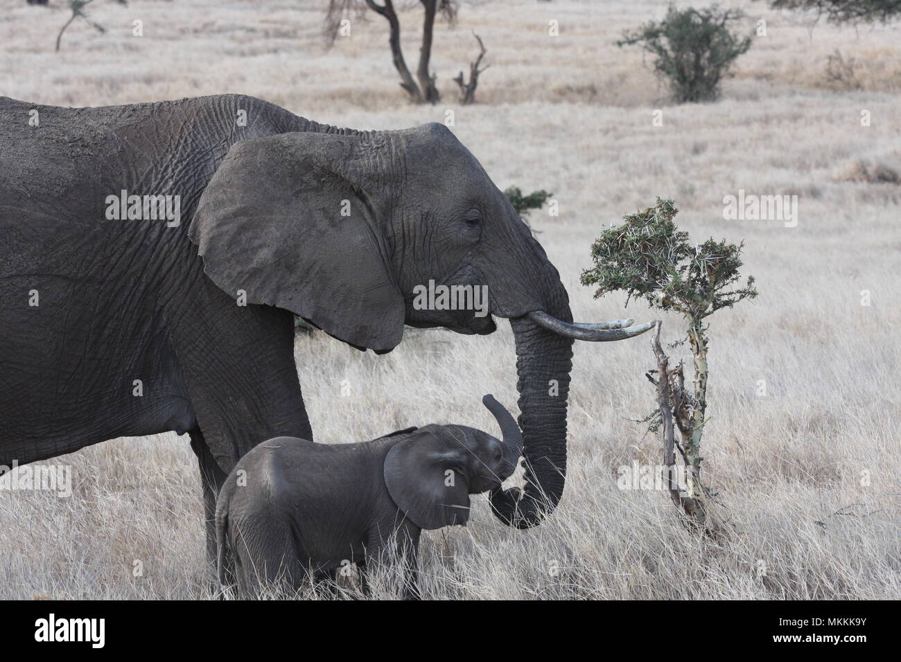 Tickle under the chin hi-res stock photography and images - Alamy